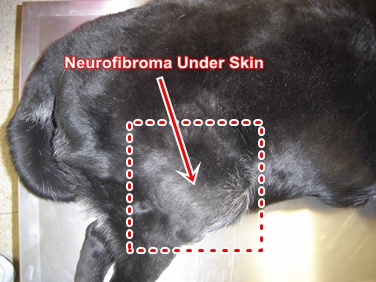 Neoplasia (Cancer) - AskMyVet | Pet Health Information - Diagnose Your Pet